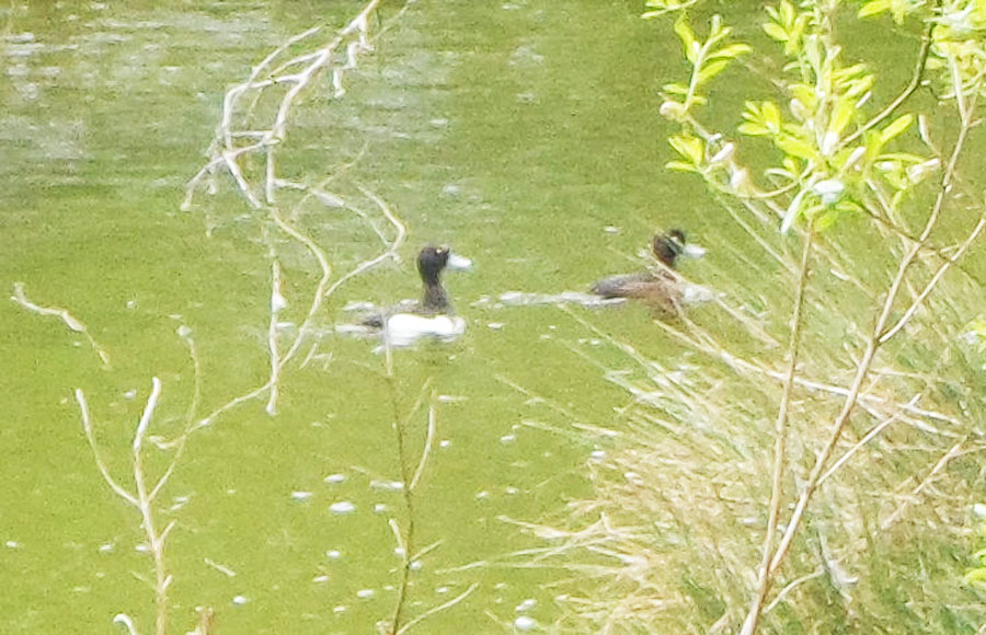Tufted Ducks